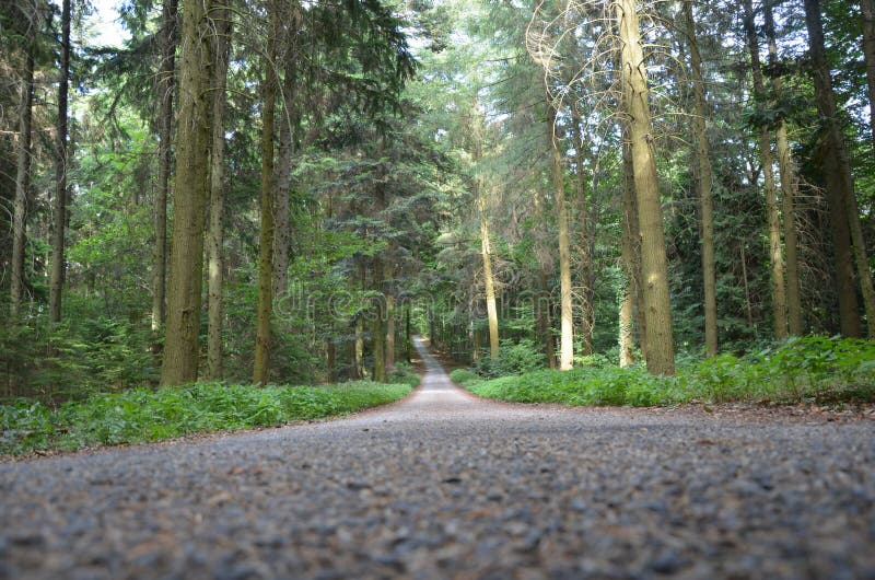 Long Forest Path in Heidelberg - 2018 Stock Photo - Image of forest ...