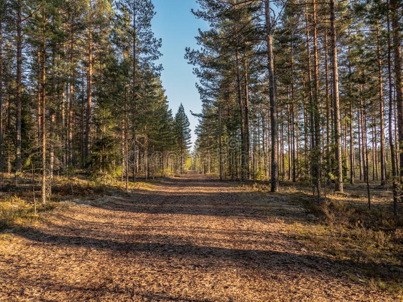 Long forest running track stock photo. Image of walkway - 217210790