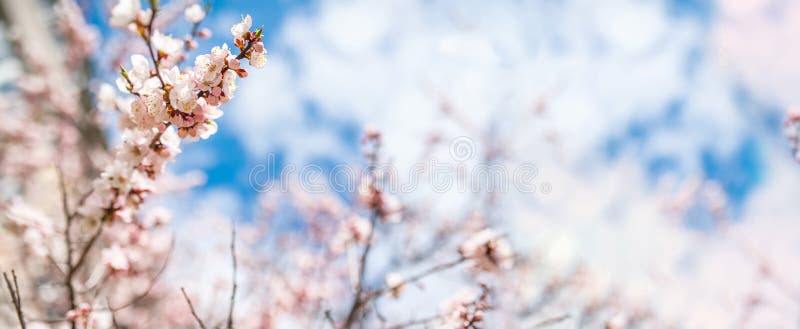 Long Format Banner, Brightly Blooming Apricot Tree on Clear Blue ...