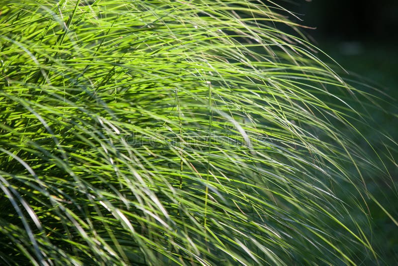 1,374 Long Wavy Grass Photos - Free & Royalty-Free Stock Photos from ...