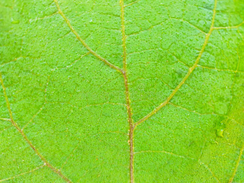Long Fruit Eggplant Leaf Texture with Purple Fruit Stock Photo - Image ...
