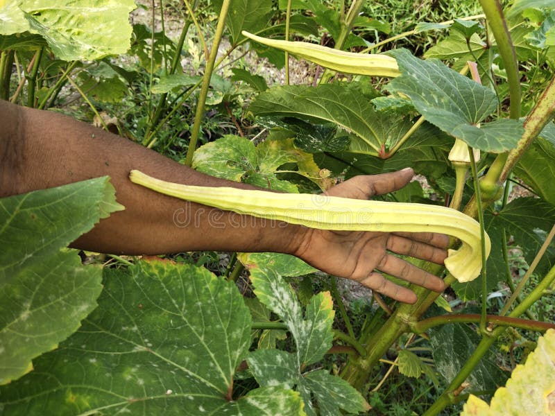 Long gaint okra stock image. Image of agriculture, okra - 202581319