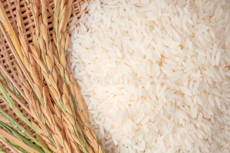 Long Grain of Rice and Rice,White Rice Jasmine Rice Thailand Stock ...