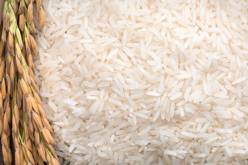 Long Grain of Rice and Rice,White Rice Jasmine Rice Thailand Stock ...