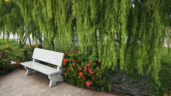 Long Granite Rock Bench Under the Willow Tree. Stock Image - Image of ...