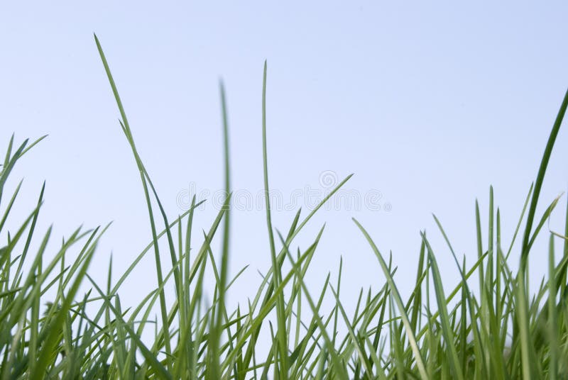 Long grass stock photo. Image of ecology, base, copy, grassy - 8259194