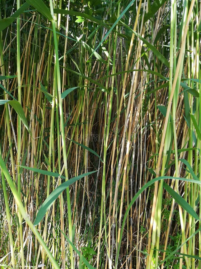 Really long grass stock photo. Image of long, grass - 107137104