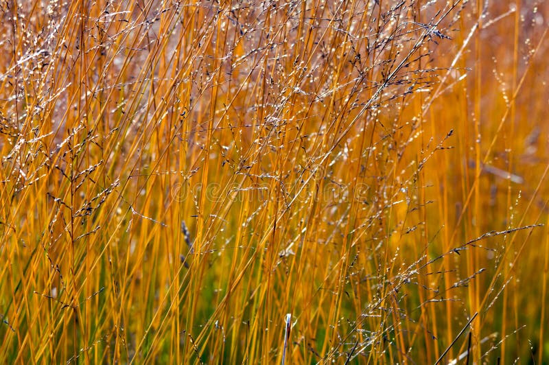 Long grass stock photo. Image of seed, long, summer, plant - 15636316