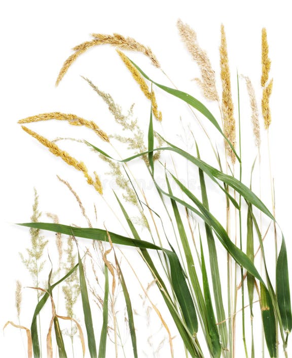 234 Types Long Grass Stock Photos - Free & Royalty-Free Stock Photos ...