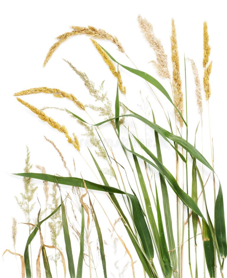 234 Types Long Grass Stock Photos - Free & Royalty-Free Stock Photos ...