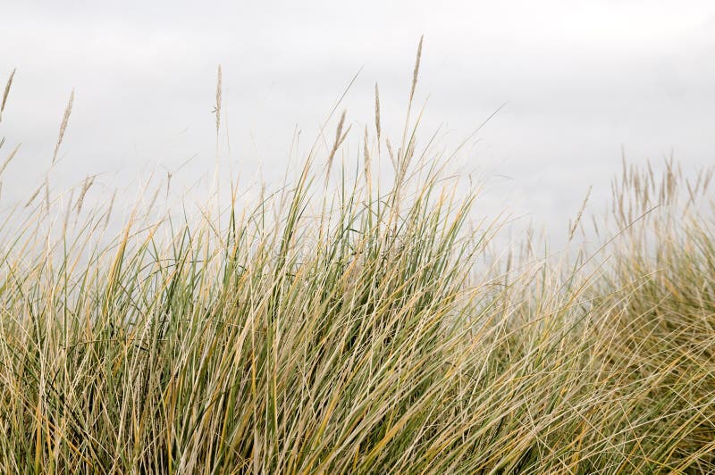 Scottish Highlands Panorama Stock Image - Image of meadow, hiking: 26847429