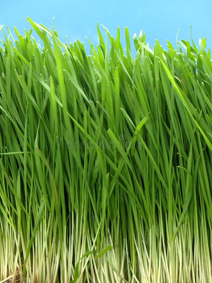 Long Grass stock image. Image of blades, stalks, tall, wheat - 920759