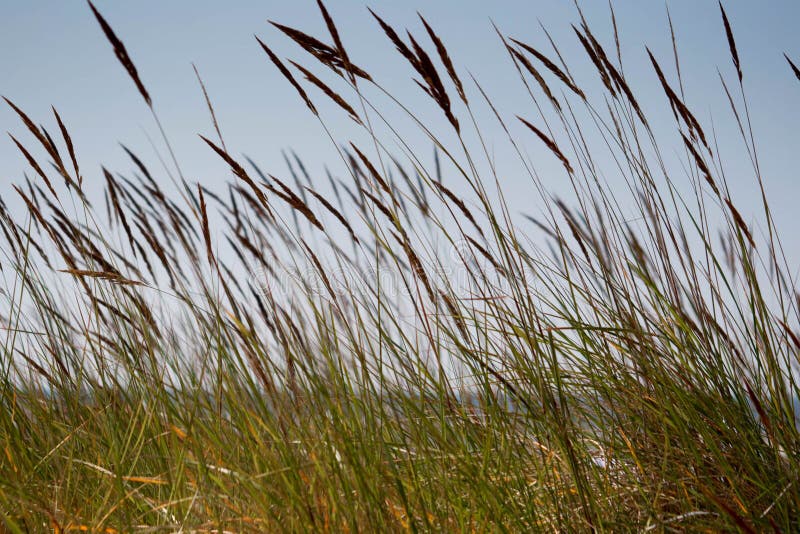 1,374 Long Wavy Grass Photos - Free & Royalty-Free Stock Photos from ...