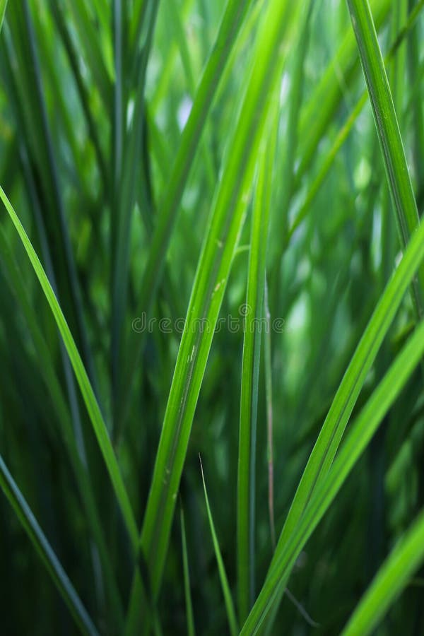 Long Grass Background with Soft Focus, Vertical Stock Photo - Image of ...