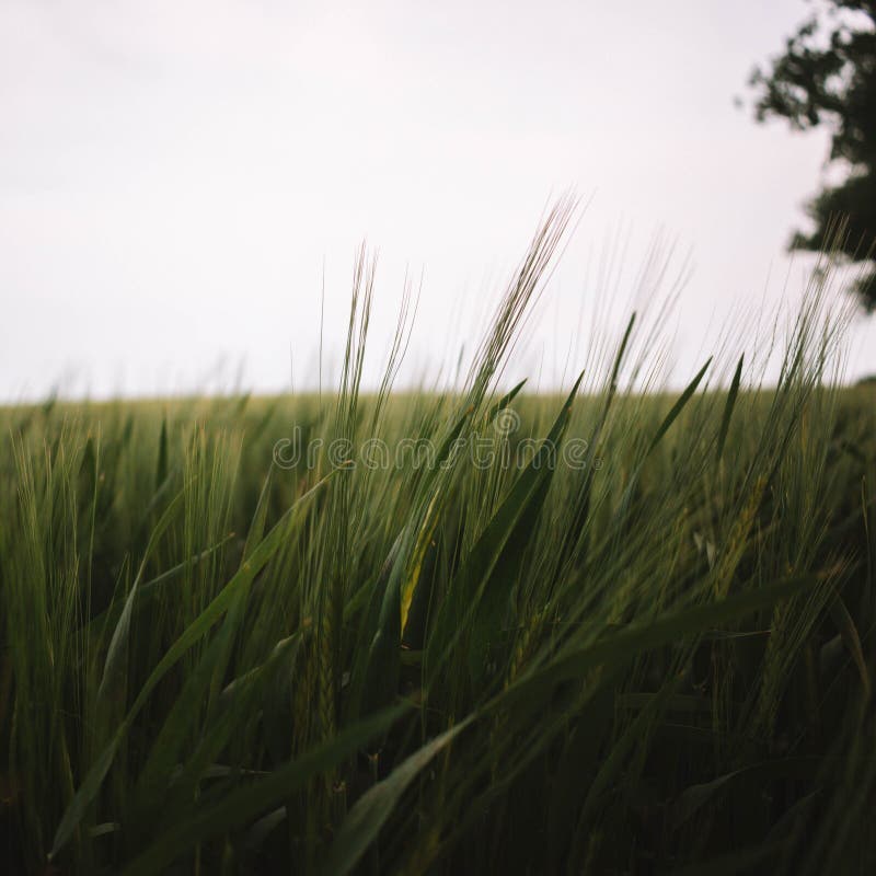 Long Grass Blowing in the Wind Stock Image - Image of prairie, green ...