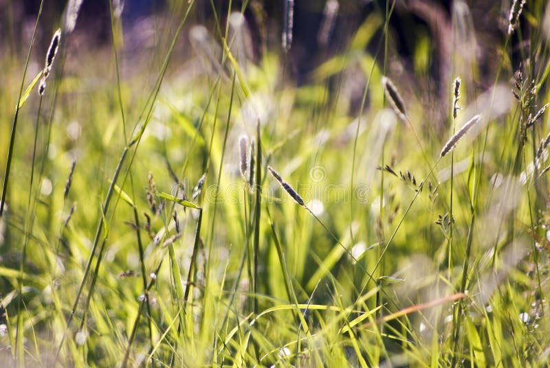 Long grass DOF stock photo. Image of abstract, nature - 11233392
