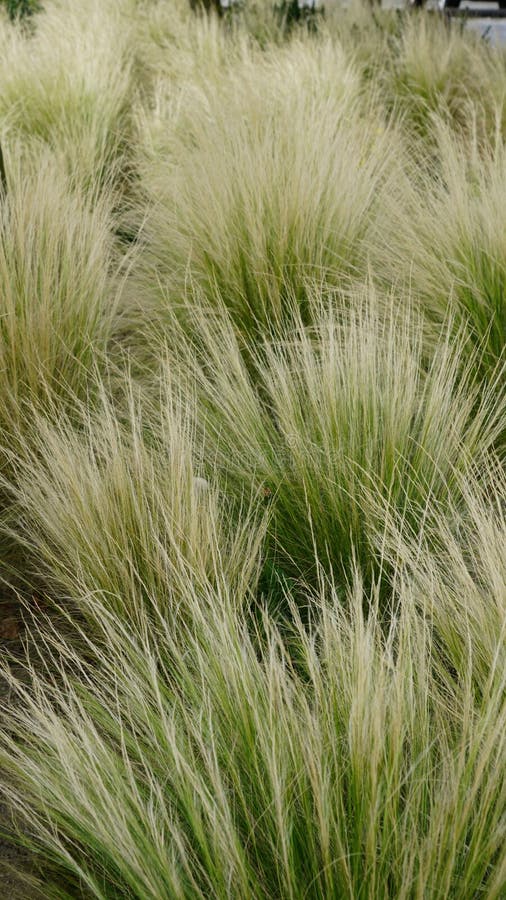 Long grass stock photo. Image of nature, green, long - 97096130