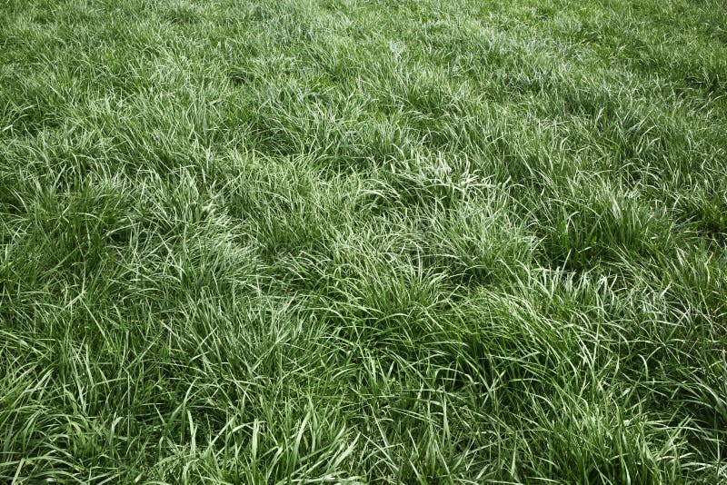 231 Long Uncut Grass Stock Photos - Free & Royalty-Free Stock Photos ...