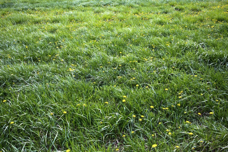 Long grass stock photo. Image of fresh, tall, lawn, abstract - 30730452