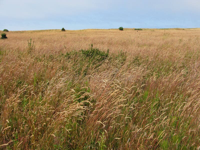 Long grass meadow stock photo. Image of wide, grass, cloud - 19397852