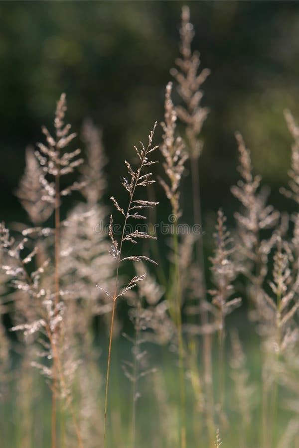 Long Grass with Pollen stock image. Image of wild, uncut - 14632653