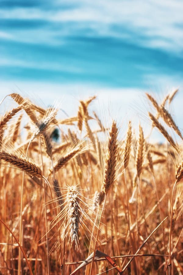 The Long Grass of Spanish Country Stock Photo - Image of agriculture ...