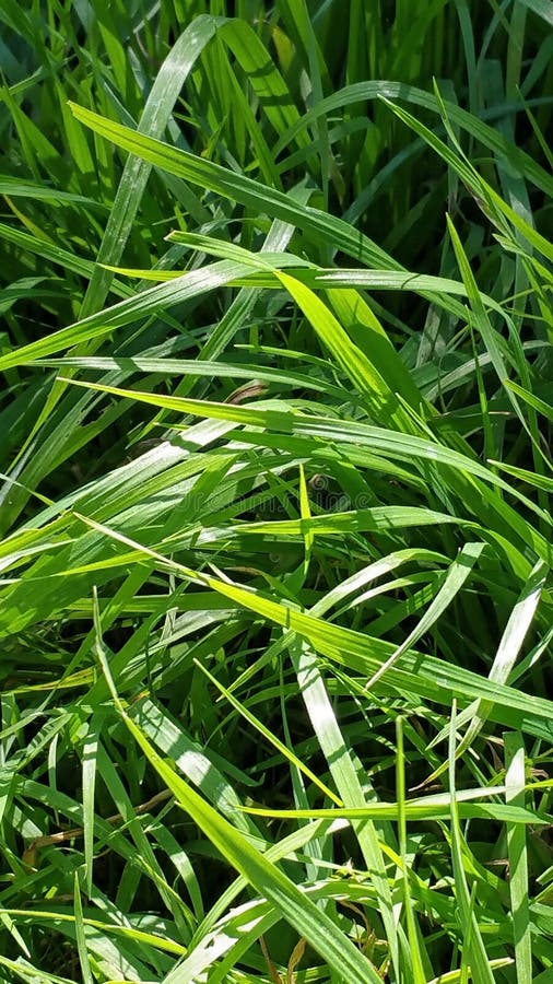 Long grass stock image. Image of tall, green, long, grass - 88524503