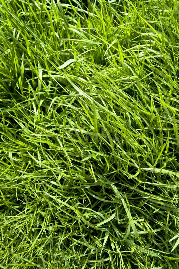 Long Grass Texture stock photo. Image of lawn, green - 24506722
