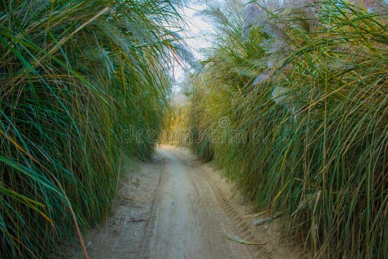 Long grass way stock photo. Image of long, grasses, grass - 106394072