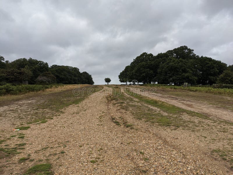 Long Grassy Pathway Surrounded by Trees and Greens Under the Cloudy Sky ...