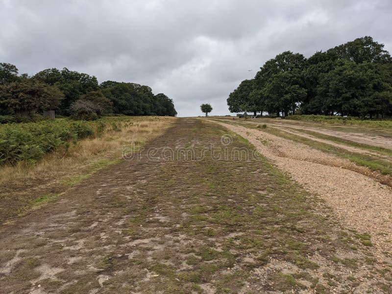 Long Grassy Pathway Surrounded by Trees and Greens Under the Cloudy Sky ...