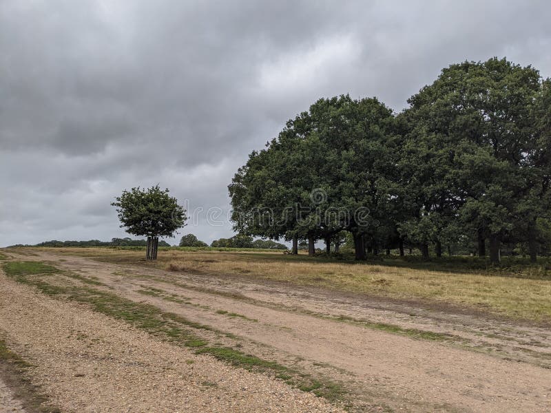 Long Grassy Pathway Surrounded by Trees and Greens Under the Cloudy Sky ...
