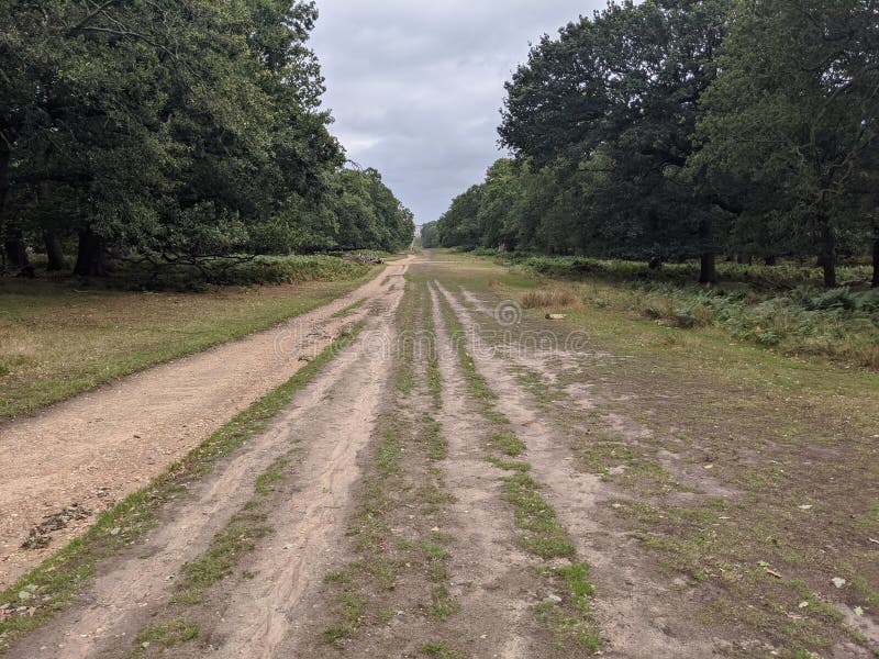 Long Grassy Pathway Surrounded by Trees and Greens Under the Cloudy Sky ...