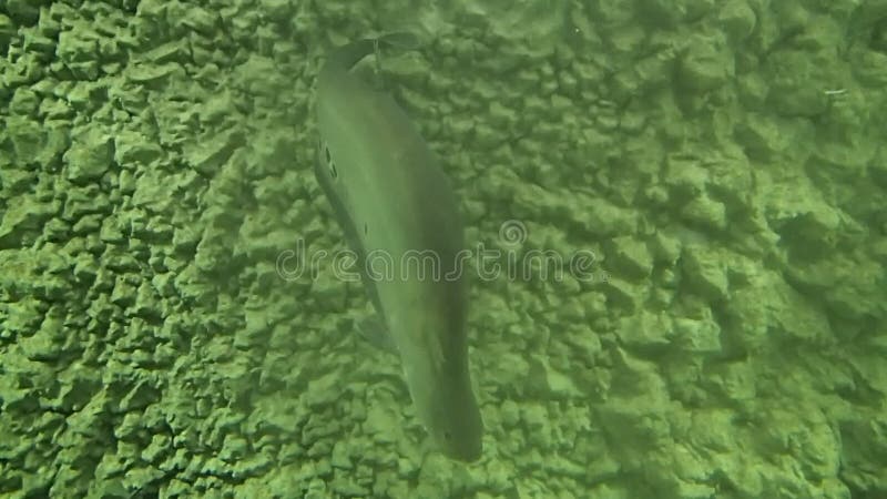 Gray fish stock photo. Image of sealife, life, gray, reef - 1046764