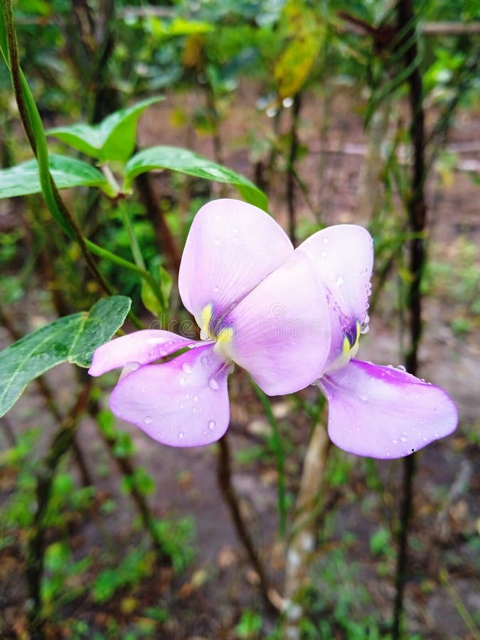 Long Green Long Bean Flowers Stock Image - Image of long, bean: 377468981