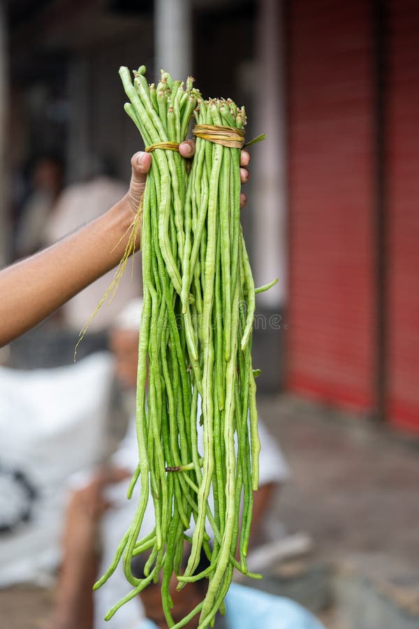 Long green bean on hand stock image. Image of plant - 249434427