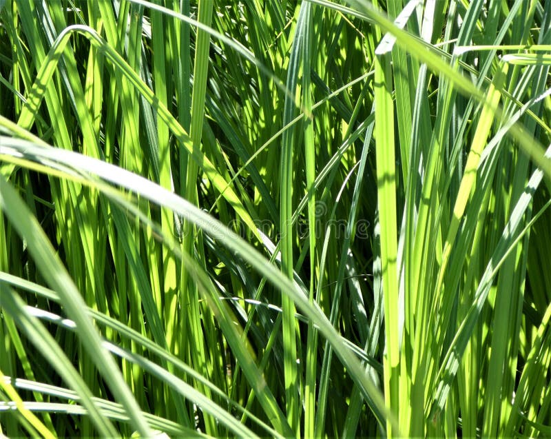 Long Green Blades of Grass in the Sunlight Close Up Background Stock ...