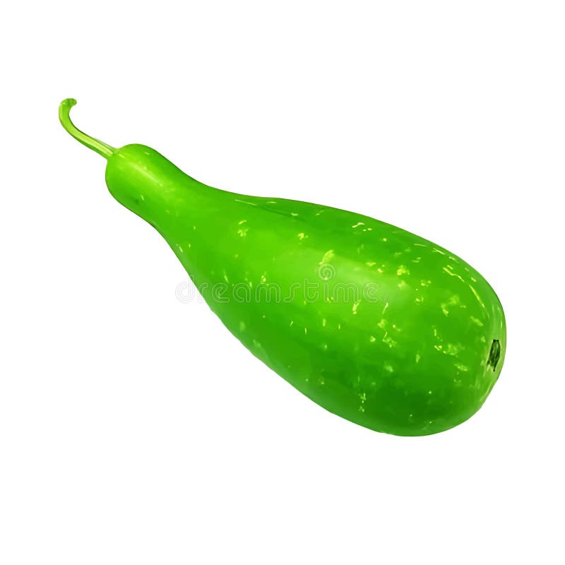 Long Green Bottle Gourd Clean Transparent Background Stock Vector ...