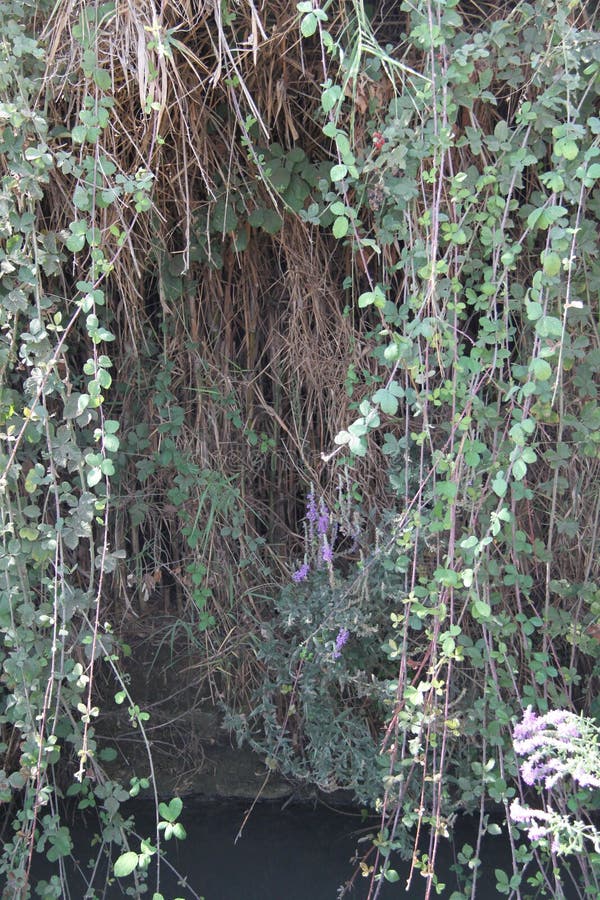 Long Ferns Over Water stock image. Image of fern, green - 106662005