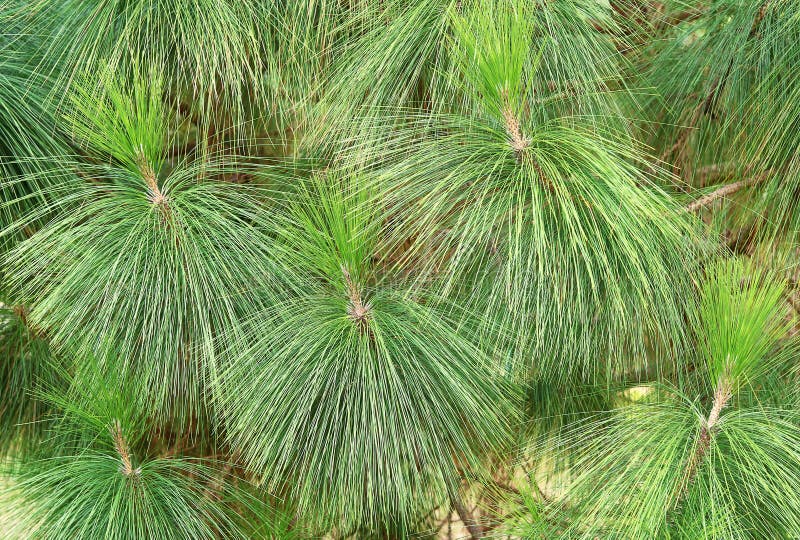 Long Green Coniferous Needles of Chir Pine Pinus Roxburghii Stock Image ...