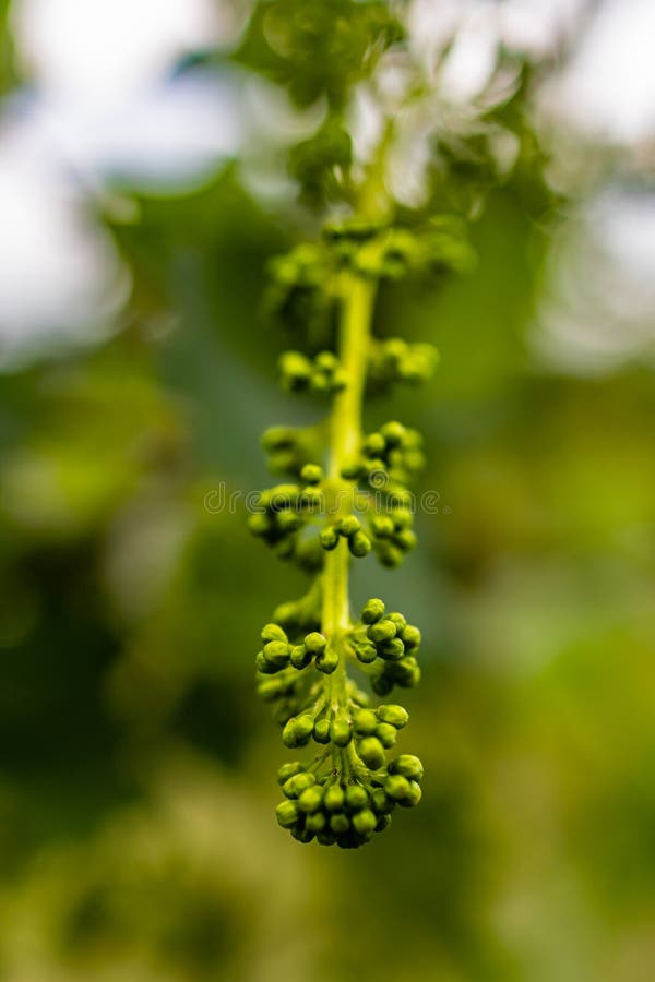 A Long Green Flower Stalk Full of Balls Stock Photo - Image of white ...
