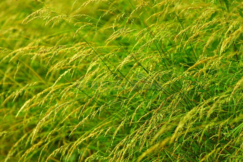 Long green grass stock photo. Image of grass, outside - 2637324