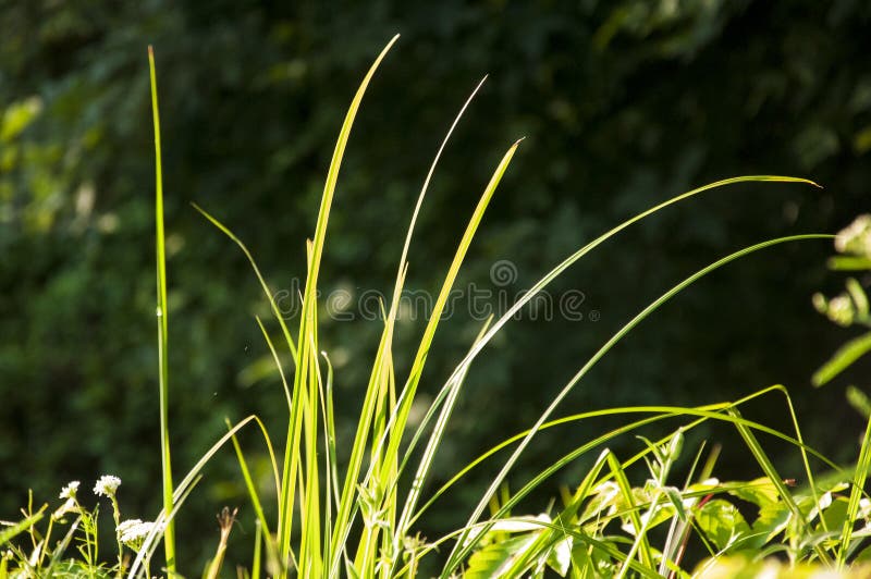 Long Green Grass on the Background with Black Stock Photo - Image of ...