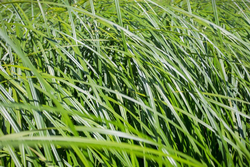 Long green grass stock photo. Image of color, concept - 127302114