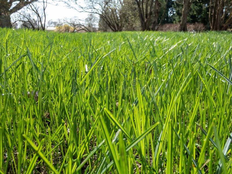 Long, Green Grass Growing in Lawn in Spring in Sunlight. Nature ...