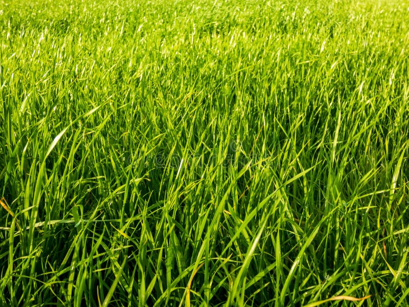 Long Green Grass in the Spring with Bright Sunlight. Background of ...