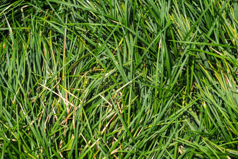 Long green grass texture stock image. Image of bright - 98580421