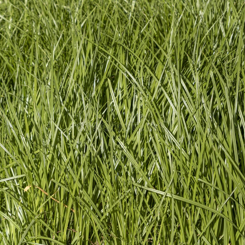 Long green grass texture stock image. Image of fresh - 230852467