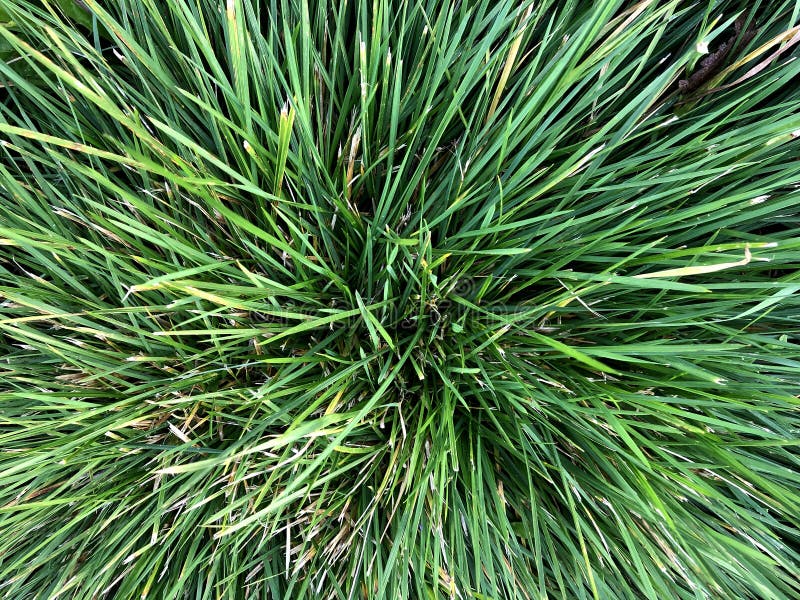 Long Green Grass Top View Background , Fresh Patch of Green Grass ...