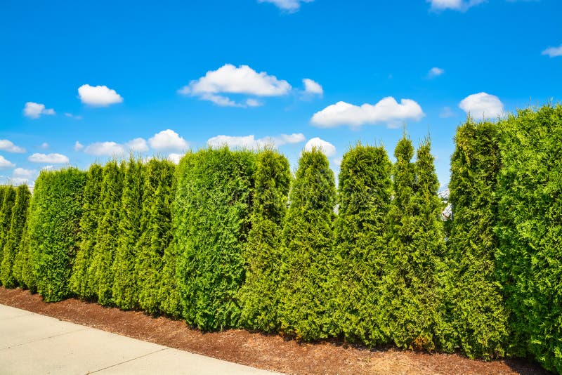 Long Green Hedge Along Concrete Sidewalk with Cloudy Sky Background ...
